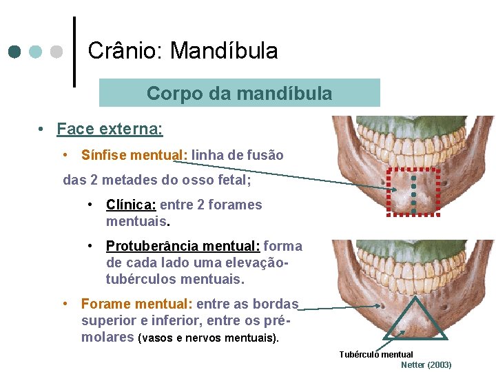Maxila e Mandbula Arquitetura e topografia alvolodental Ana