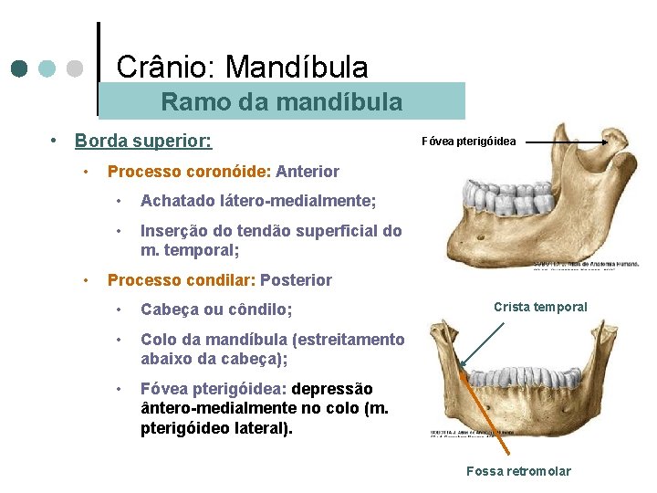 Maxila e Mandbula Arquitetura e topografia alvolodental Ana