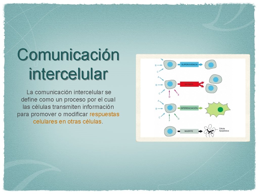 COMUNICACIN INTERCELULAR Claudia Lpez Vera Primer ao Medicina