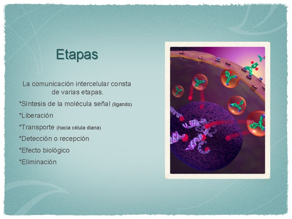 COMUNICACIN INTERCELULAR Claudia Lpez Vera Primer ao Medicina