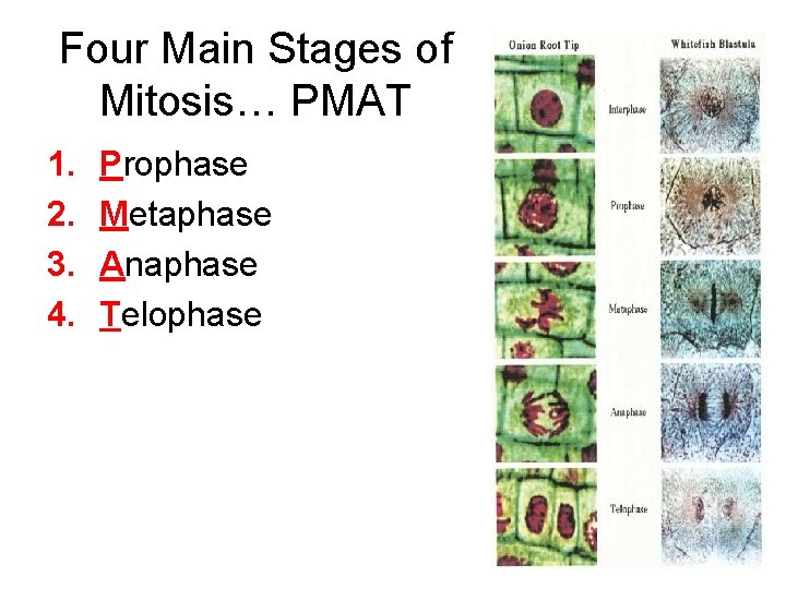The Cell Cycle Mitosis Meiosis A Brief Review