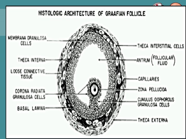 Siklus Bulanan Monthly Rhytm Haid Menstruasi William 2006