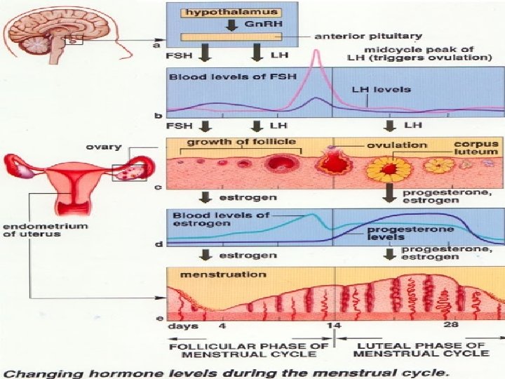 Siklus Bulanan Monthly Rhytm Haid Menstruasi William 2006