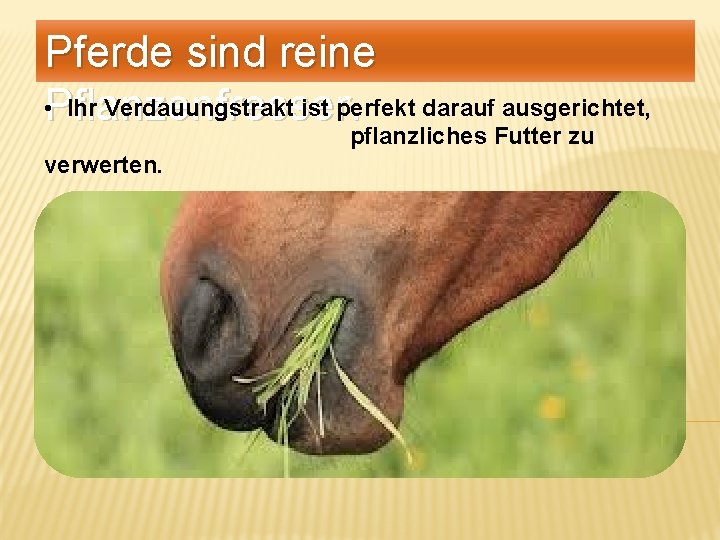 Pferdeftterung Pferde sind reine Pflanzenfresser Ihr Verdauungstrakt ist