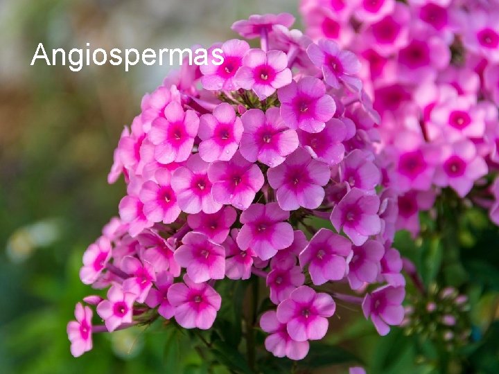 Angiospermas Botnica Angiospermas Fruto envolvendo a semente Esporfito