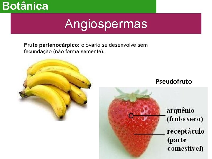 Angiospermas Botnica Angiospermas Fruto envolvendo a semente Esporfito
