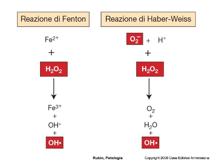 Rigonfiamento idropico di epatociti Rigonfiamento di cisterne del