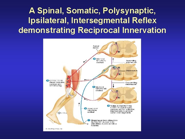 Gross Anatomy of the Spinal Cord Functional Organization