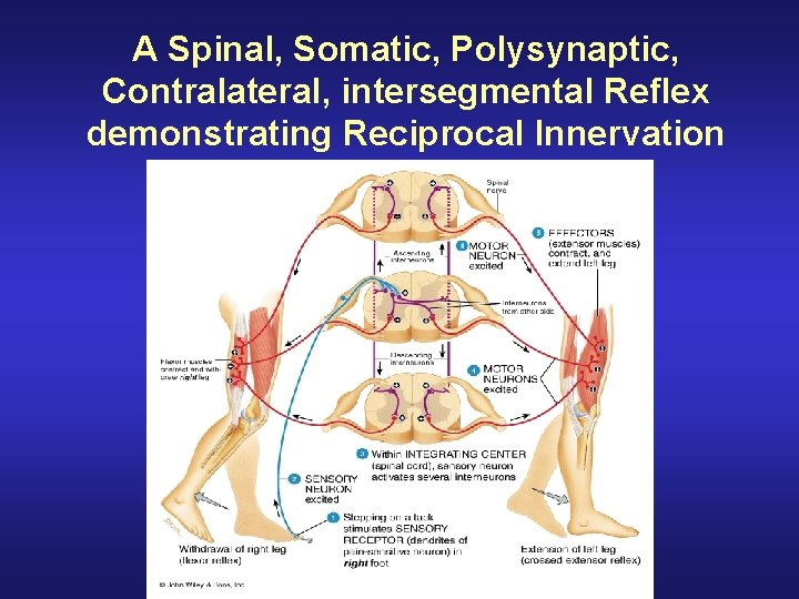Gross Anatomy of the Spinal Cord Functional Organization