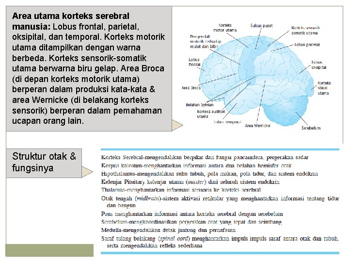 PSIKOLOGI KOGNITIF Edisi Kedelapan ROBERT L SOLSO OTTO