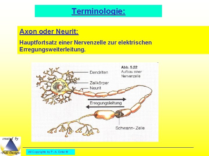 LERNFELD 5 Endodontische Behandlungen begleiten 09 DAS NERVENSYSTEM
