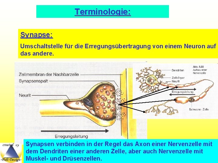 LERNFELD 5 Endodontische Behandlungen begleiten 09 DAS NERVENSYSTEM
