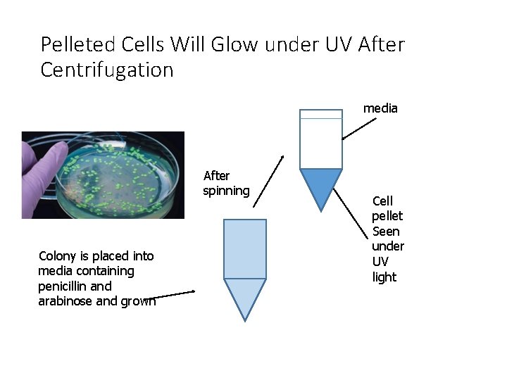 Purification of Green Fluorescent Protein NBC 2 Biomanufacturing