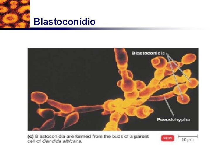 Propriedades Gerais dos Fungos Leonardo Sokolnik de Oliveira