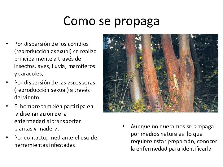 Chancro del castao Hongo Cryphonectria Parasitica Asamblea General