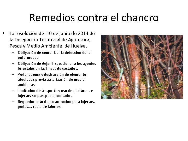 Chancro del castao Hongo Cryphonectria Parasitica Asamblea General