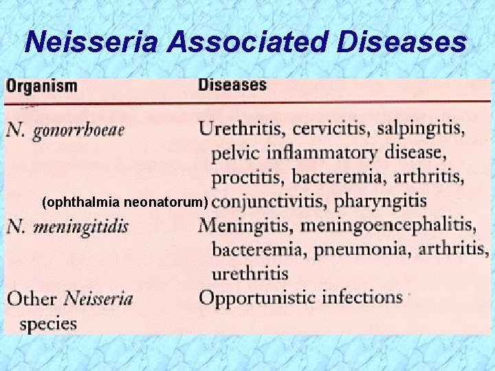 Neisseria General Characteristics of Neisseria spp Aerobic Gramnegative