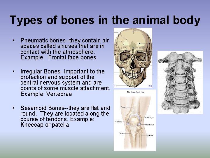 Unit 3 Lesson 3 Skeletal System What is