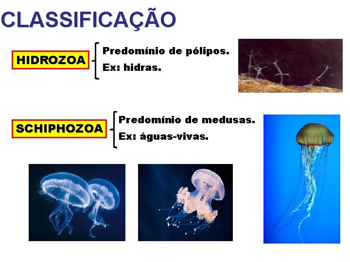 CARACTERSTICAS GERAIS Aquticos maioria marinhos Presena de tentculos