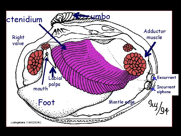 Bivalves and Cephalopods About one thousand species live