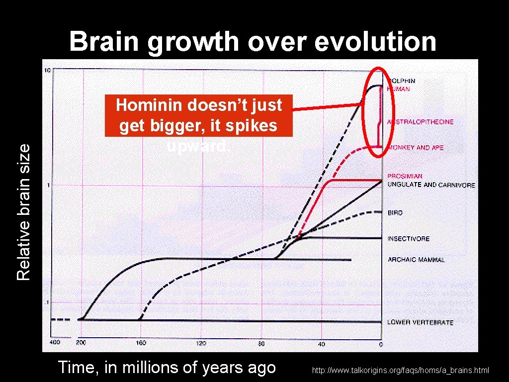 1 2 How diet affects the brain evolution