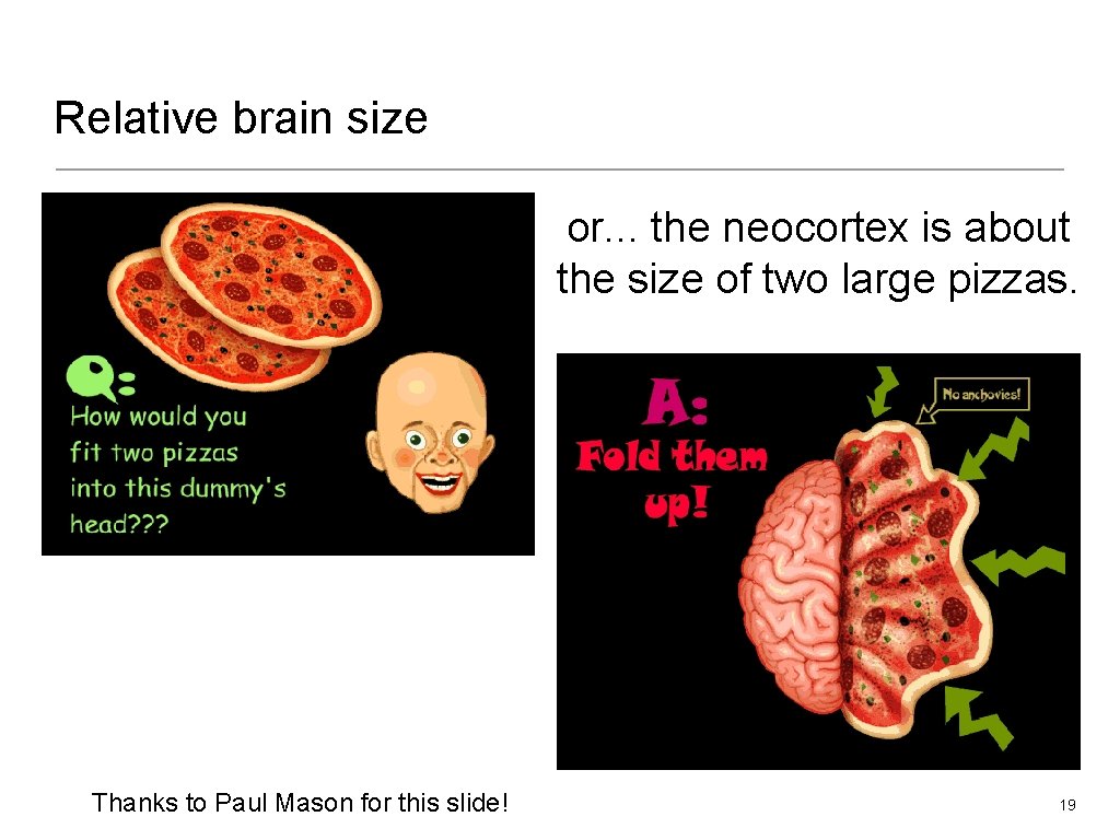 1 2 How diet affects the brain evolution