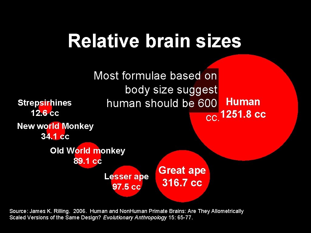 1 2 How diet affects the brain evolution