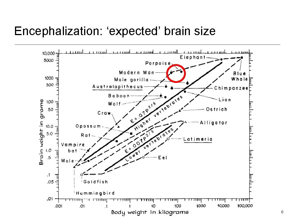 1 2 How diet affects the brain evolution