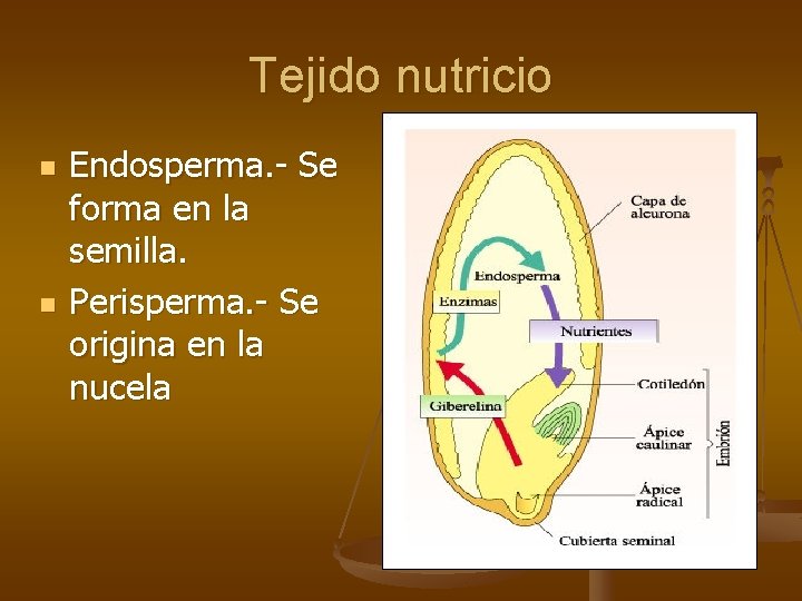 HISTOLOGIA CIENCIA QUE ESTUDIA LOS TEJIDOS n HISTOLOGIA