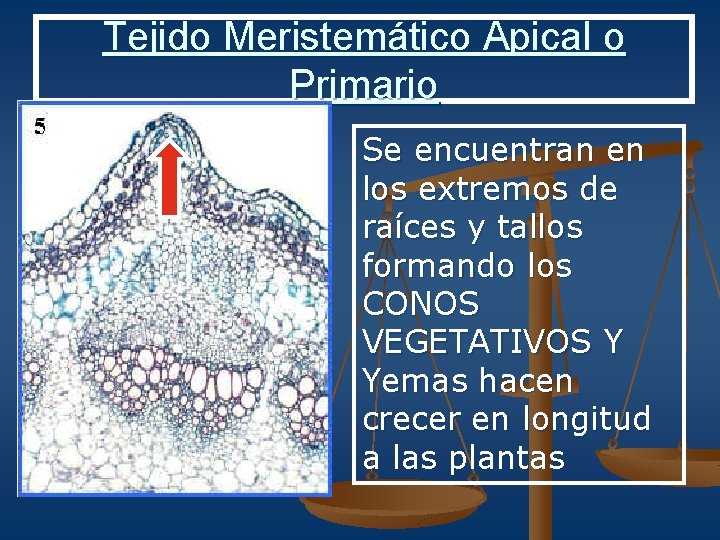 HISTOLOGIA CIENCIA QUE ESTUDIA LOS TEJIDOS n HISTOLOGIA