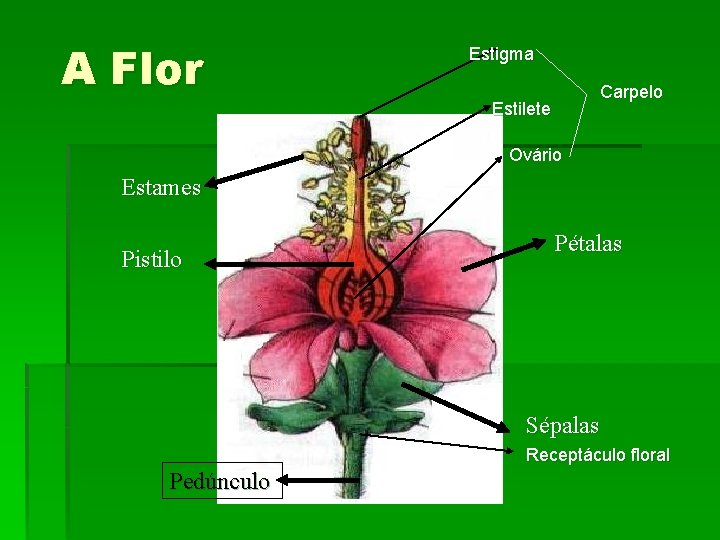 Caractersticas Gerais das Plantas Prof Aguiar Conquistas morfofisiolgicas