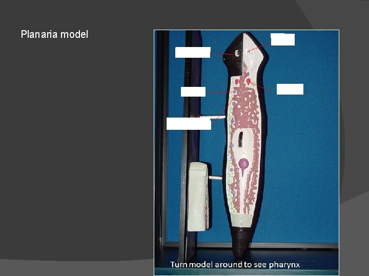 BSC 2011 L PLATYHELMINTHES NEMATODES MOLLUSCS Animal Characteristics