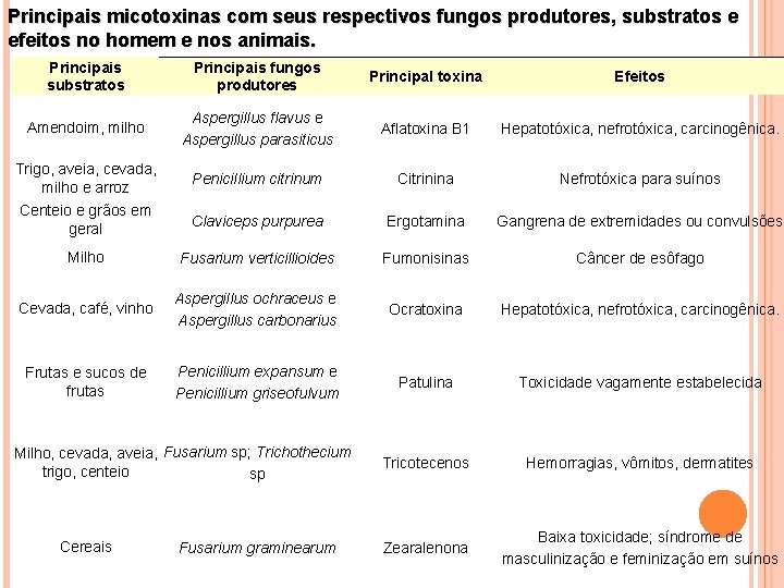 Fungo Aspergillus se desenvolve principalmente no milho MICOTOXINAS