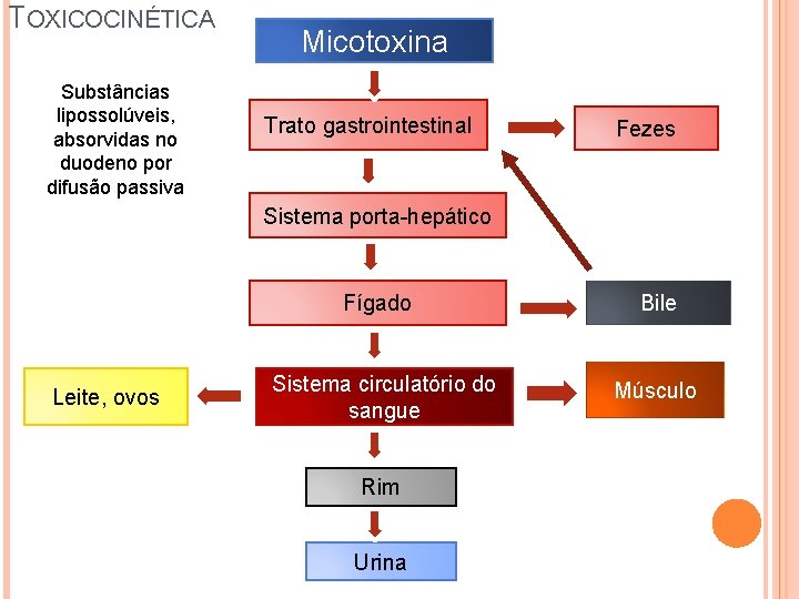 Fungo Aspergillus se desenvolve principalmente no milho MICOTOXINAS