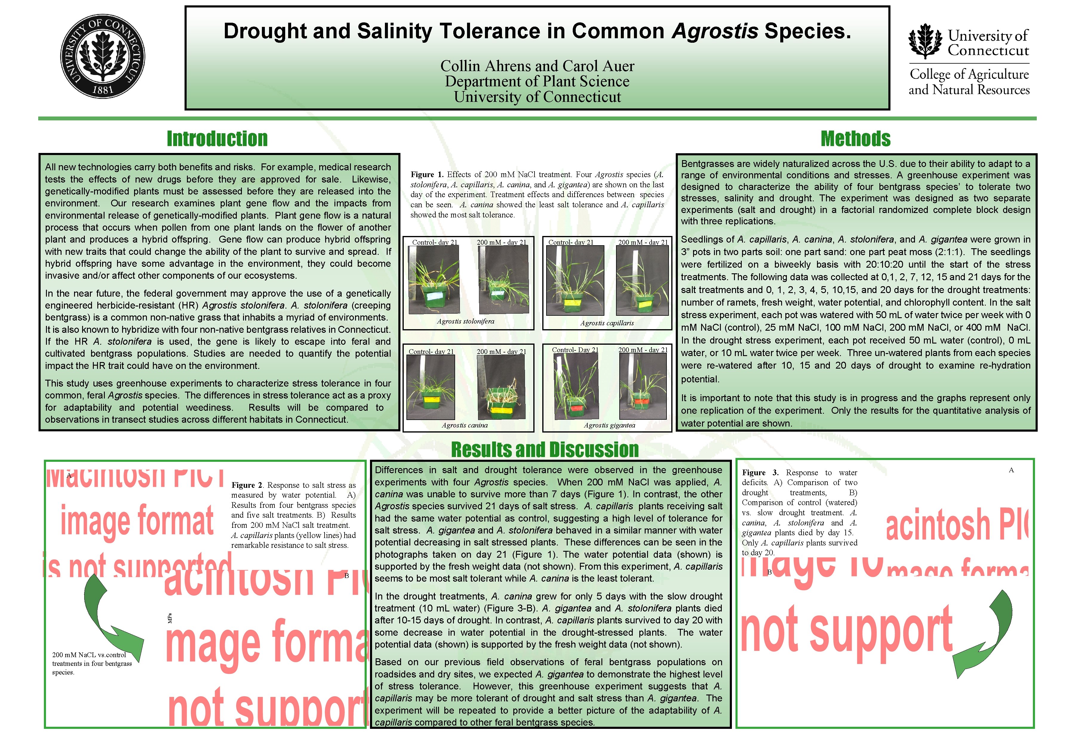 Drought and Salinity Tolerance in Common Agrostis Species