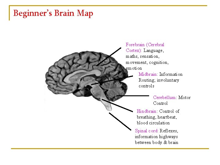 2006 Elements of Neuronal Biophysics The human brain