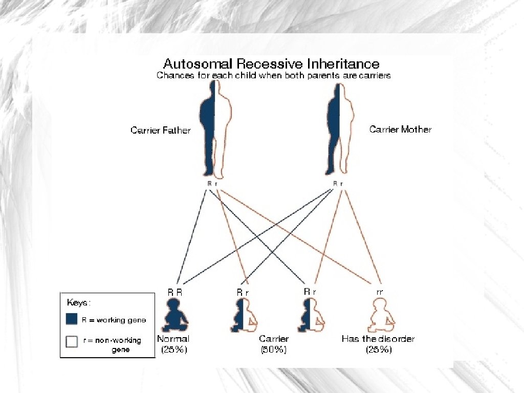 Citrullinemia Sara Harris and Angela Stancil Introduction Urea