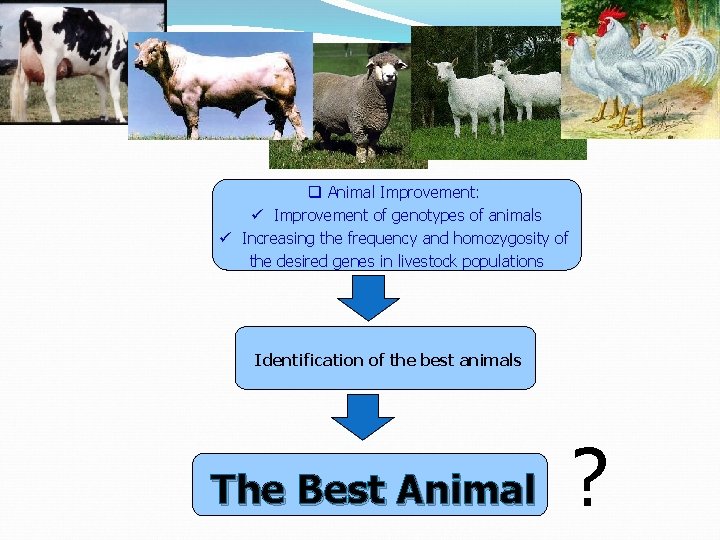 Animal Improvement Prof Dr Necmettin NAL Ankara University