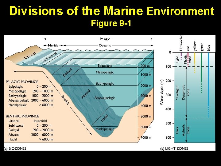 Biological Productivity Basic Ecology physical and chemical parameters