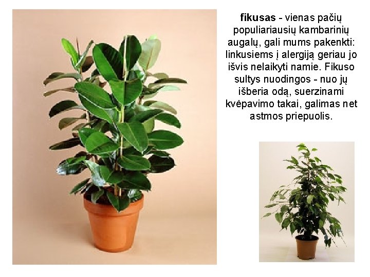 NUODINGI AUGALAI Adeniumai ydi labai graiais raudonais iedeliais