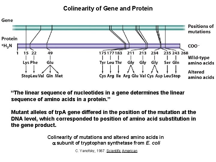 Colinearity of Gene and Protein genotype DNA sequence