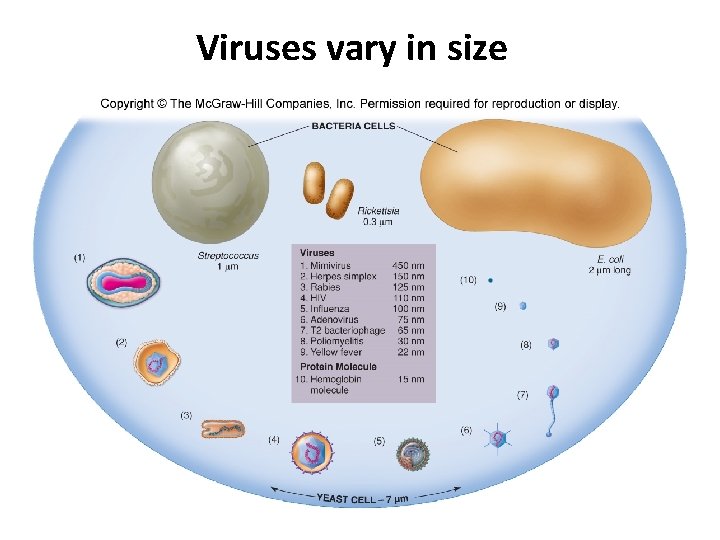 Viral structure classification and replication Deborah E Sullivan