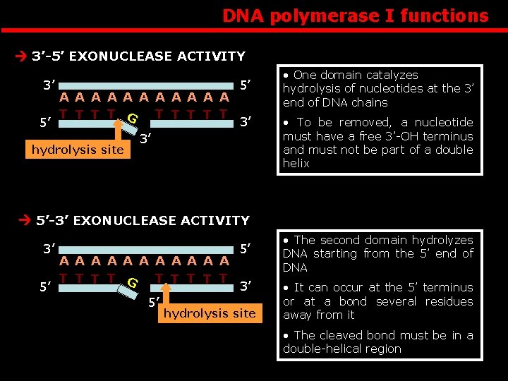 DNA POLYMERASES A Structural Approach C del Barrio