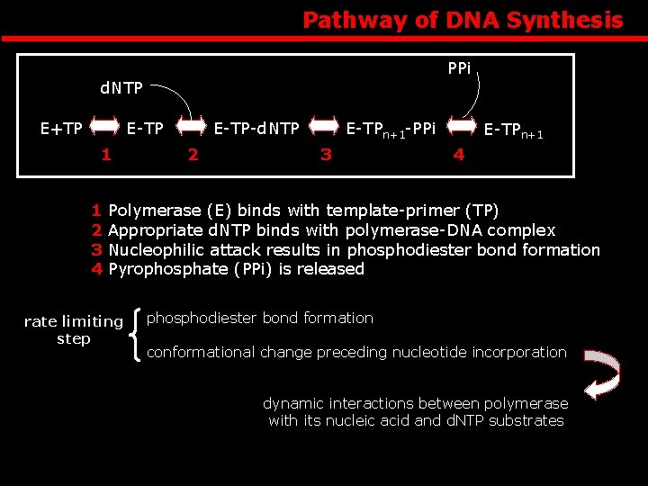 DNA POLYMERASES A Structural Approach C del Barrio