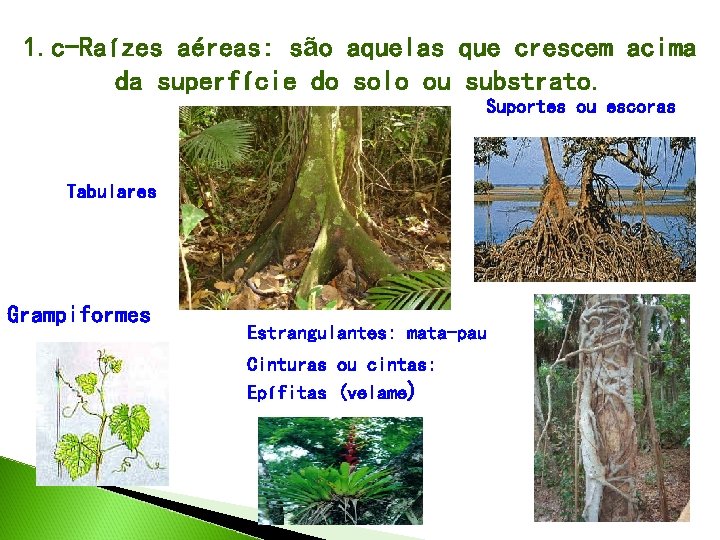 ORGANOLOGIA VEGETAL VEGETATIVOS Razes caules e folhas REPRODUTIVOS