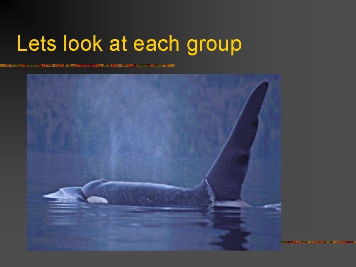 Cetaceans order Cetacea n Whales Dolphins and Porpoises