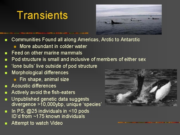 Cetaceans order Cetacea n Whales Dolphins and Porpoises