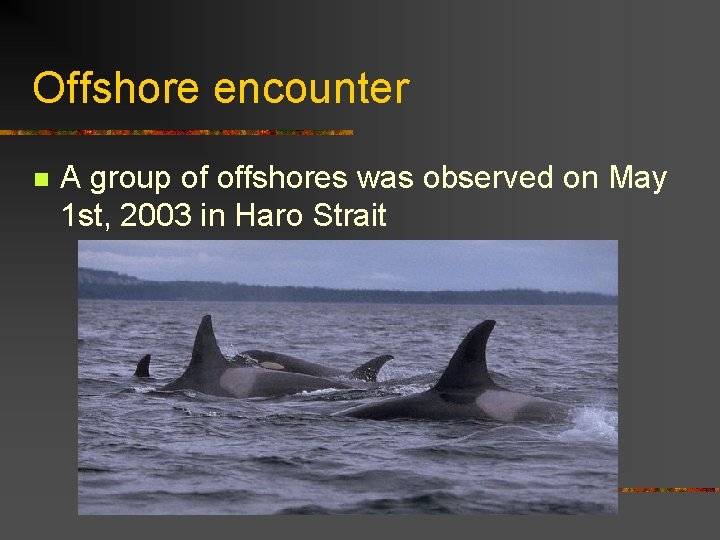 Cetaceans order Cetacea n Whales Dolphins and Porpoises