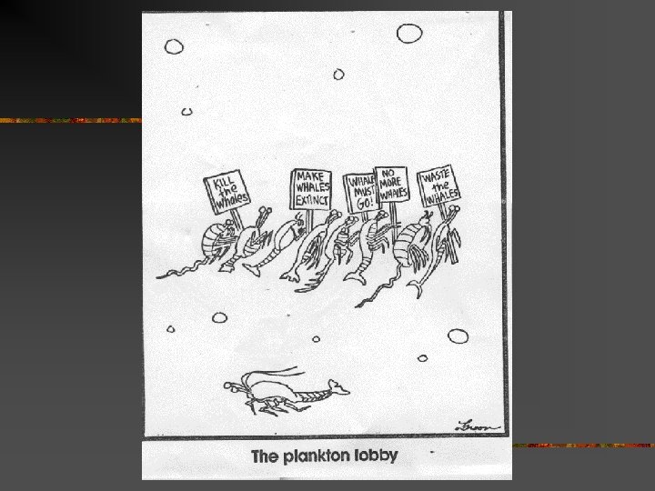 Cetaceans order Cetacea n Whales Dolphins and Porpoises