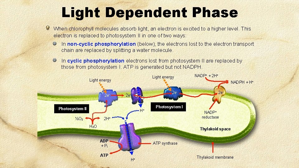 Photosynthesis is the action of transforming sunlight energy